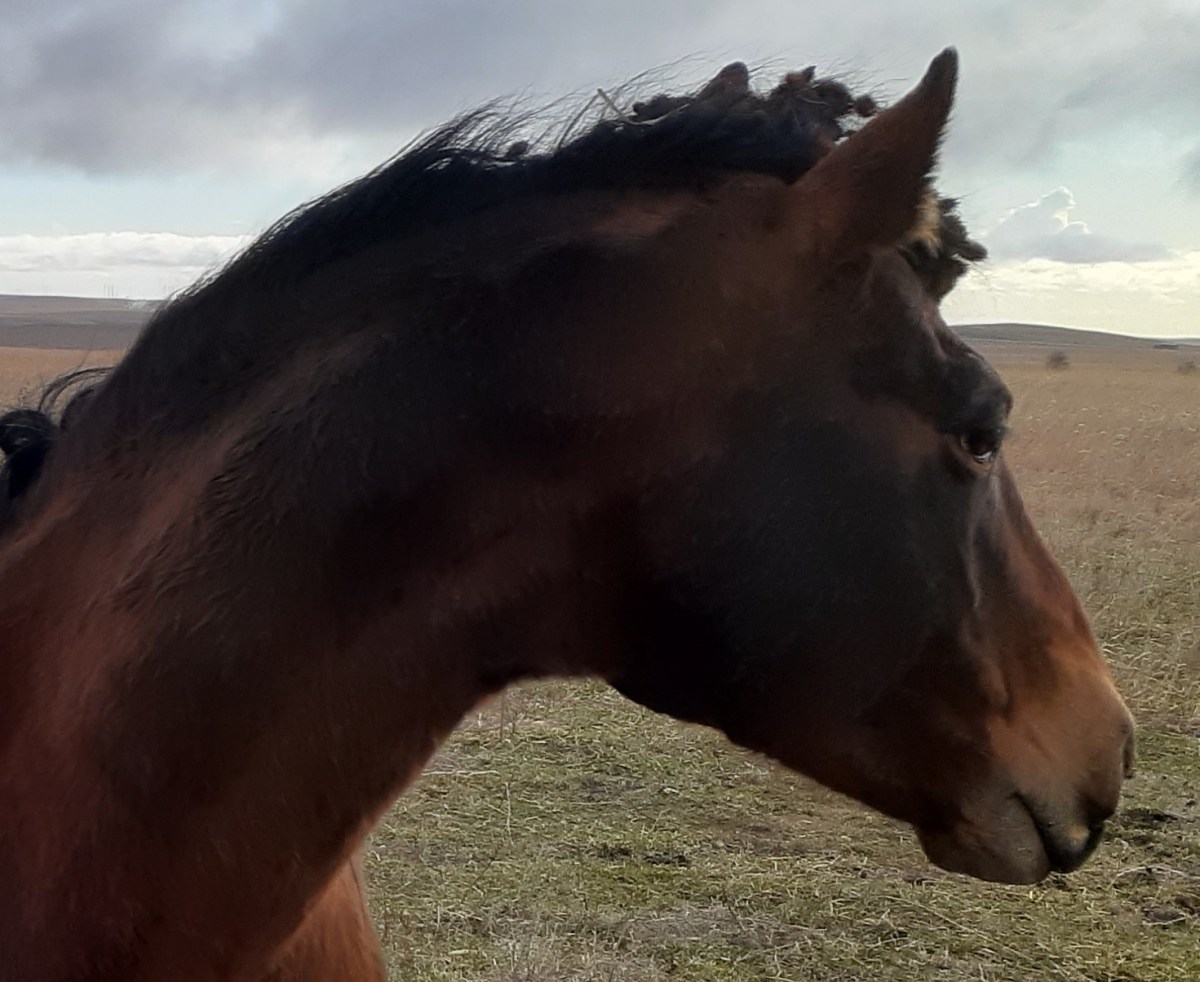 Equine Therapy – Tim Bascom, Author